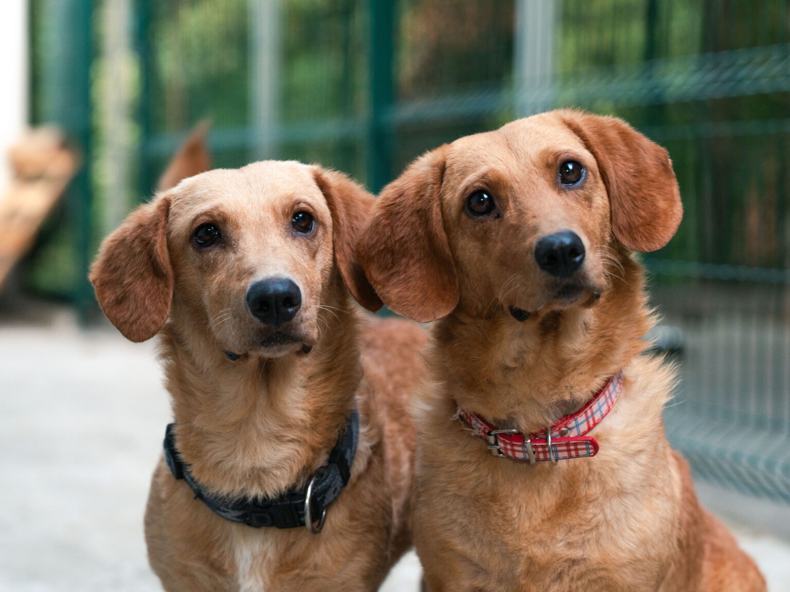Dierenasiel Tiel - Met zorg opgevangen, met liefde herplaatst.